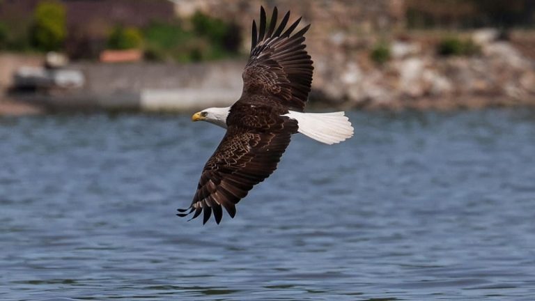 What Is The Function Of Air Sacs In Birds? [Updated 2026]