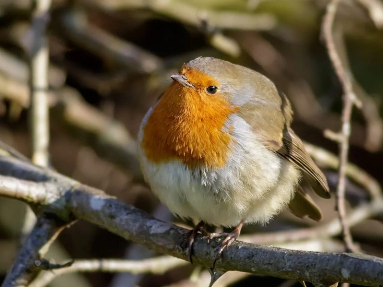 What Is The Function Of Air Sacs In Birds? [Updated 2026]