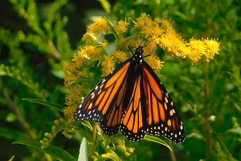 Are Butterfly Wings And Bird Wings Homologous Or Analogous Structures