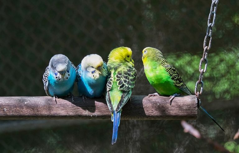 What Birds Can Live Together In An Aviary? [Updated 2025]