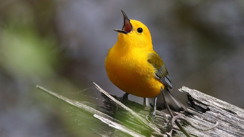 What Bird Makes A Clicking Sound? [Updated 2025]