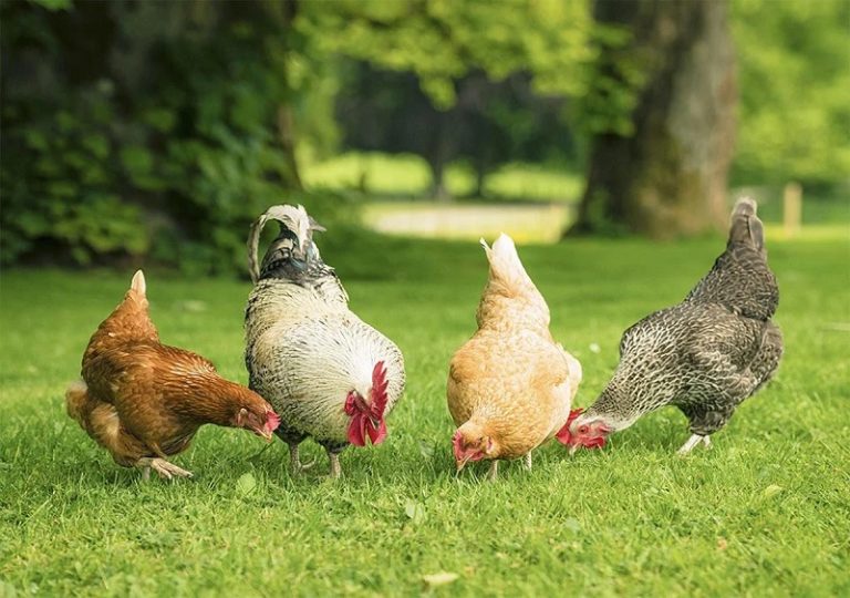 Types of Poultry Birds