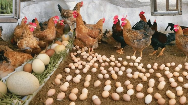 Types of Poultry Birds