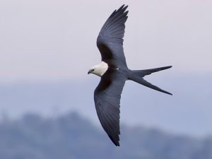 What Bird Has A Forked Tail? [Updated 2025] - Nature with Birds