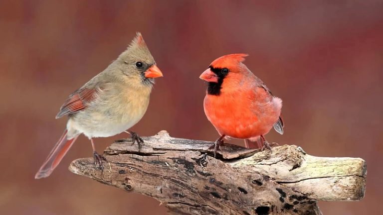 What Are Female Birds Called? [Updated 2026]