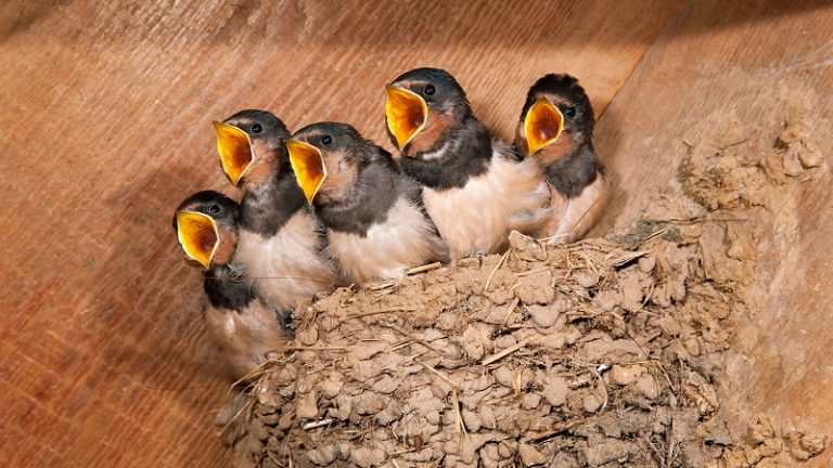 When Baby Birds Leave The Nest Do They Return? [Updated 2026]