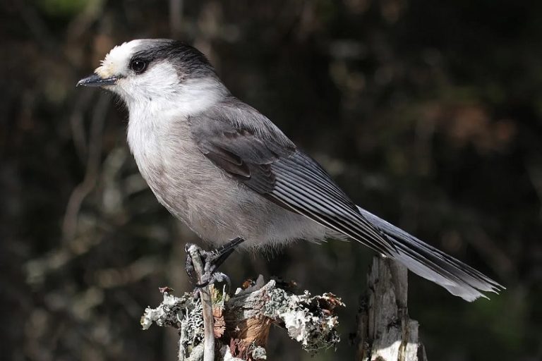 What Bird Goes Caw Caw