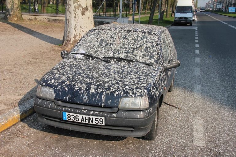 Is Dry Bird Poop Dangerous