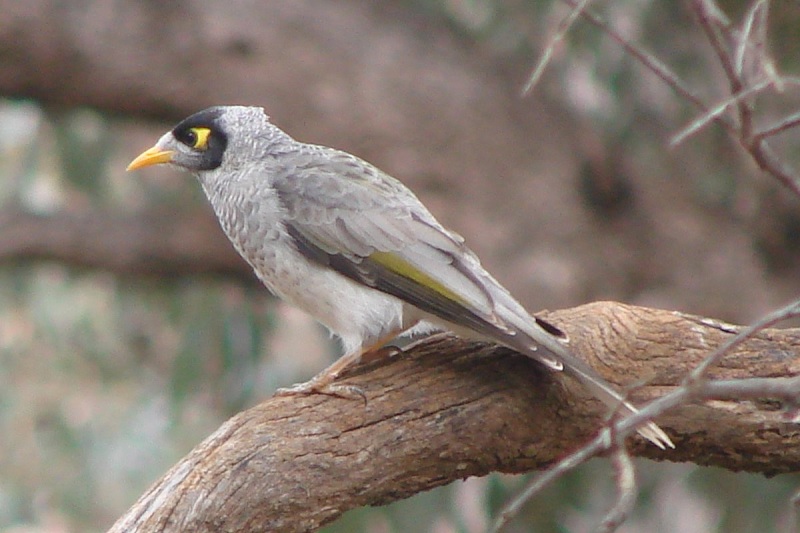 What Bird Makes A Clicking Sound? [Updated 2026]