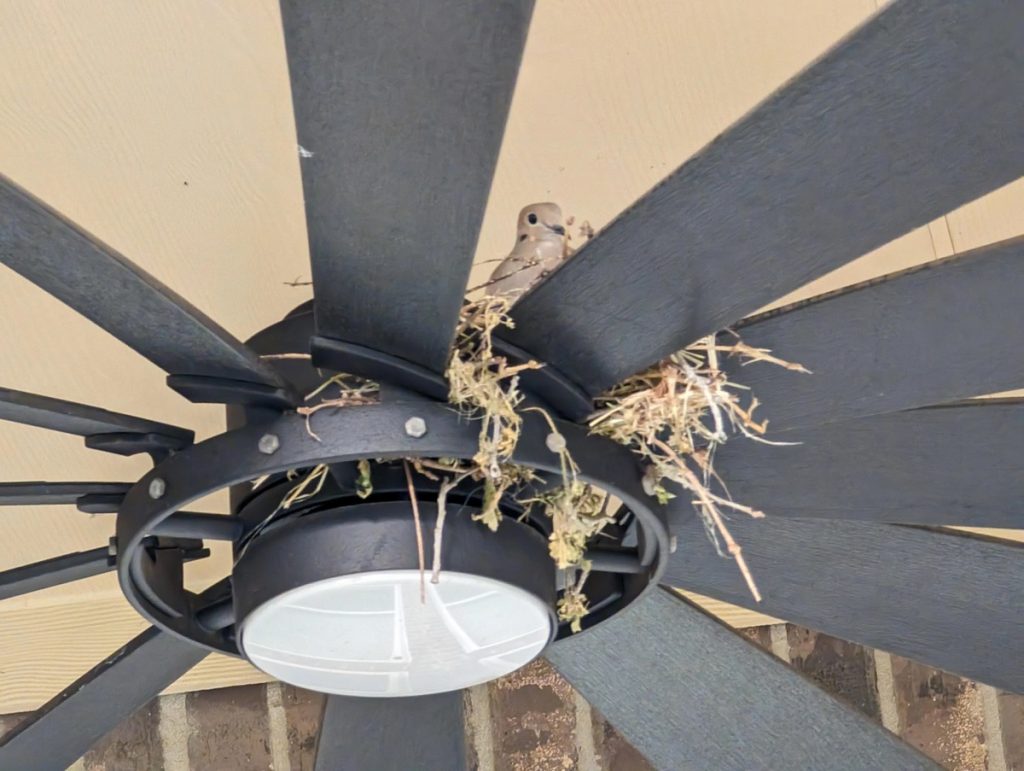 How To Keep Birds Off Outdoor Ceiling Fans? [Updated 2026]