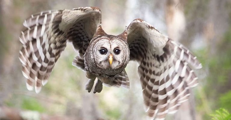 Barred Owl Feather Identification for 2026