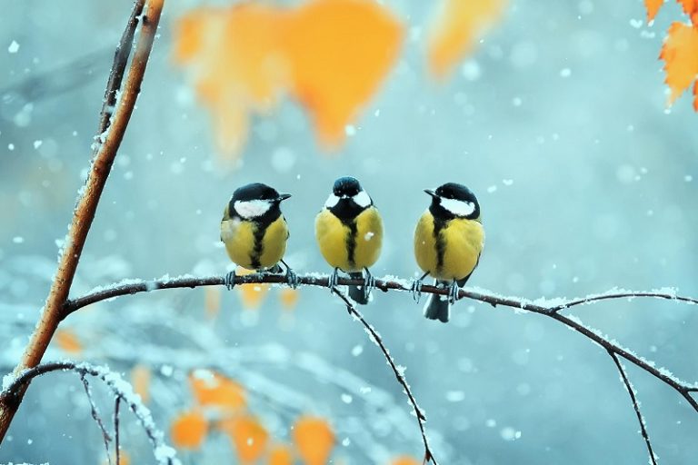Which Female Birds Are More Colorful