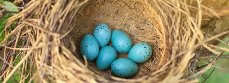 What Birds Lay Small Blue Eggs? [Updated 2026]