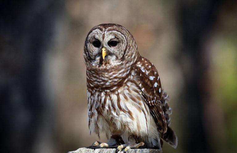 What Bird Makes A Clicking Sound? [Updated 2026]