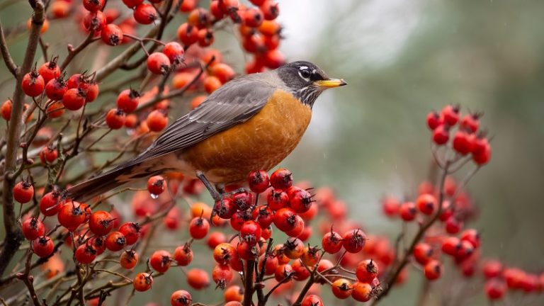 How To Stop Birds From Destroying Window Screens? [Updated 2025]