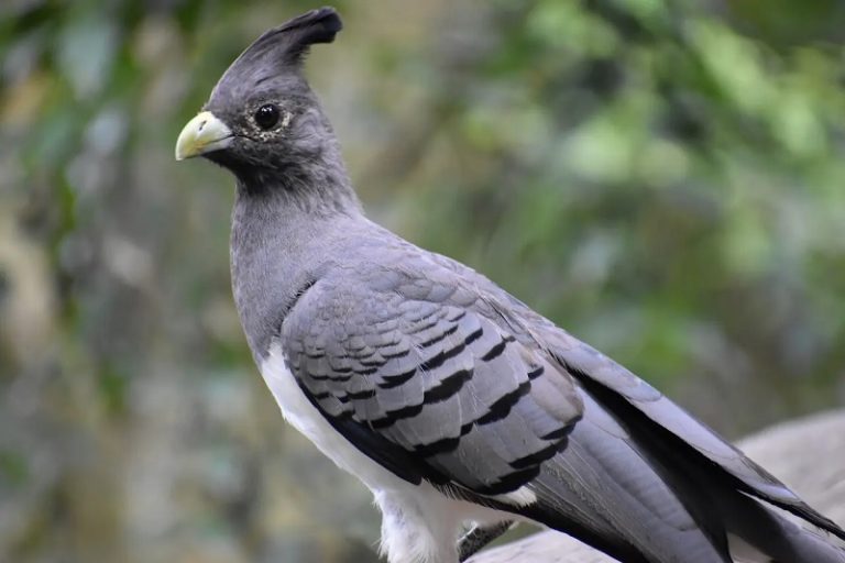 What Bird Goes Who Who Who? [Updated 2026]