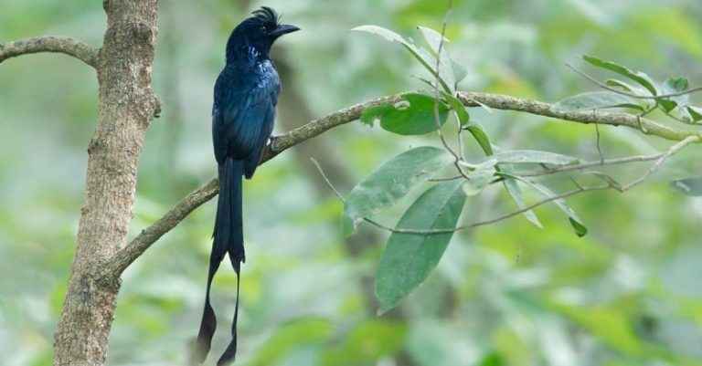 What Bird Has A Forked Tail? [Updated 2026]
