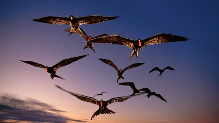 What Does It Mean When Birds Fly In A Circle? [Updated 2026]