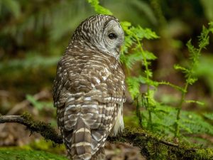 Barred Owl Feather Identification for 2026