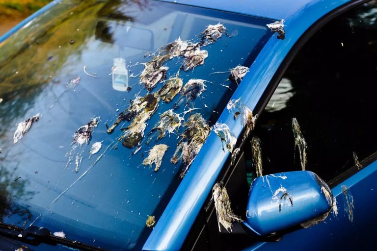 Is Dry Bird Poop Dangerous
