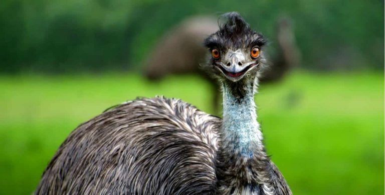 Is The Liberty Mutual Emu A Real Bird? [Updated 2026]