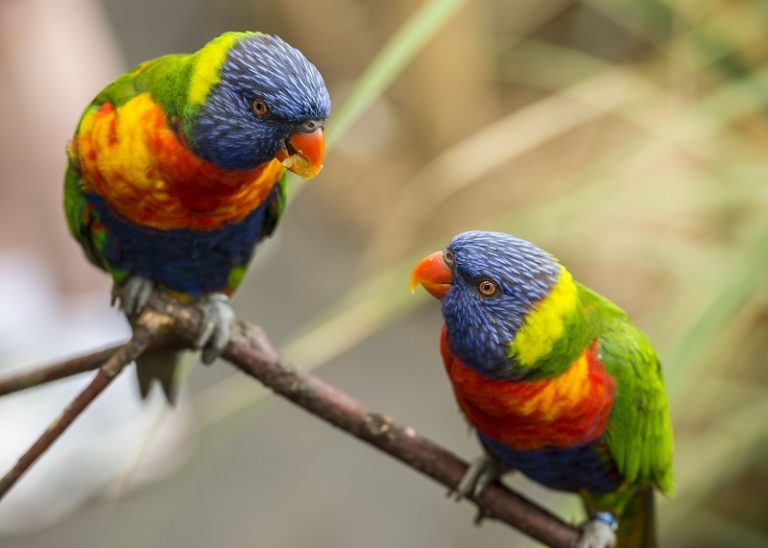 Which Female Birds Are More Colorful