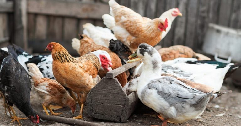 Types of Poultry Birds