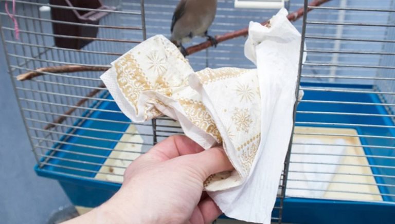 What to Put on the Bottom of a Bird Cage