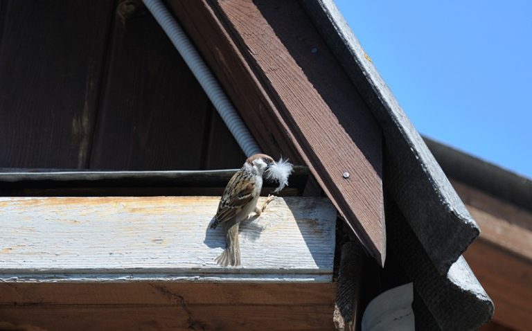 How To Scare Birds Away With Sound? [Updated 2025]