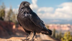 How To Keep Crows Away But Not Other Birds? [Updated 2025] - Nature ...