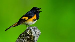 What Bird Goes Caw Caw