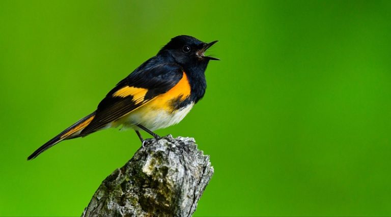 What Bird Goes Caw Caw