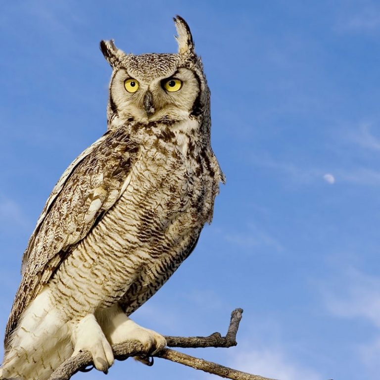 Barred Owl Feather Identification for 2026