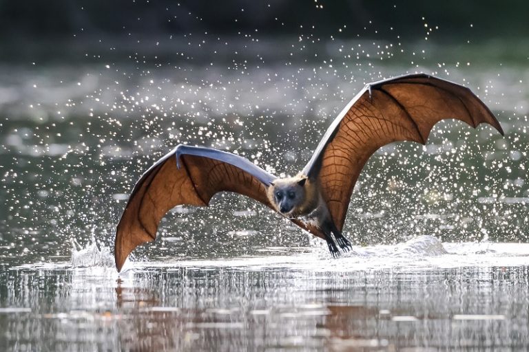 Are Bats And Birds Related? [Updated 2026]