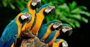 What Bird Are You Quiz? [Updated 2025]