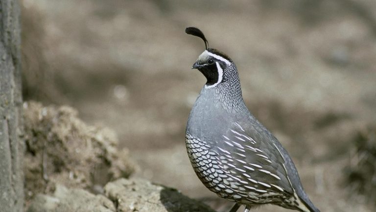 Types of Poultry Birds
