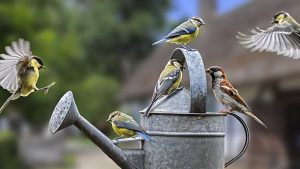 What Bird Are You Quiz? [Updated 2026]