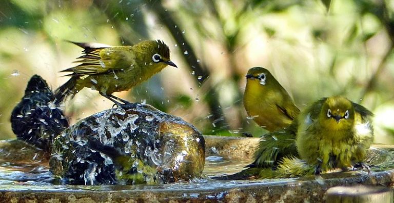 How to Catch Wild Birds - Nature with Birds