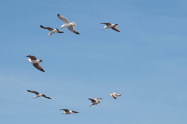 What Does It Mean When Birds Fly In A Circle? [Updated 2026]