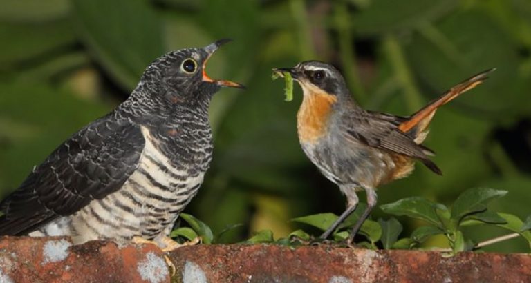 Why Do Birds Throw Babies Out Of The Nest? [Updated 2026]