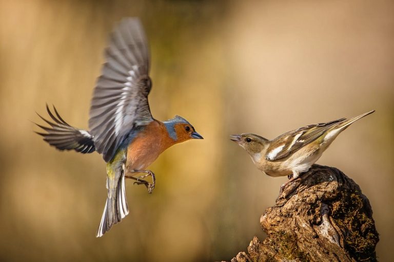 What Are Female Birds Called? [Updated 2026]