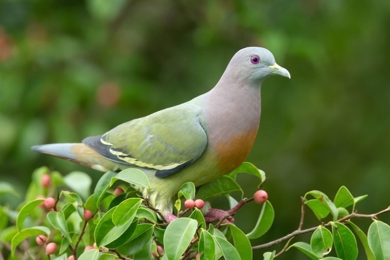What Are Baby Birds Called? [Updated 2026]