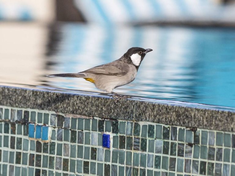 How To Stop Birds From Pooping In My Pool? [Updated 2026]
