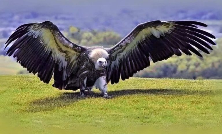What Bird Has the Largest Wingspan