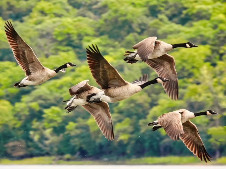 What Does It Mean When Birds Fly In A Circle? [Updated 2026]