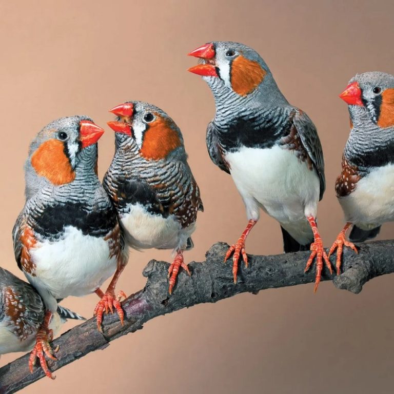 What Bird Makes A Clicking Sound? [Updated 2026]