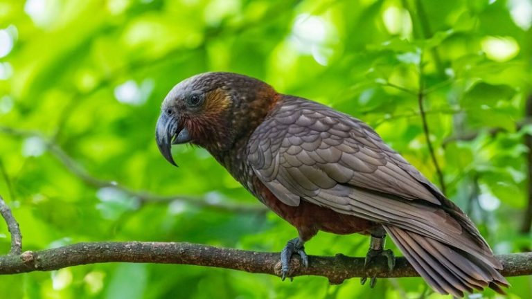 How To Tell A Birds Age? [Updated 2025]