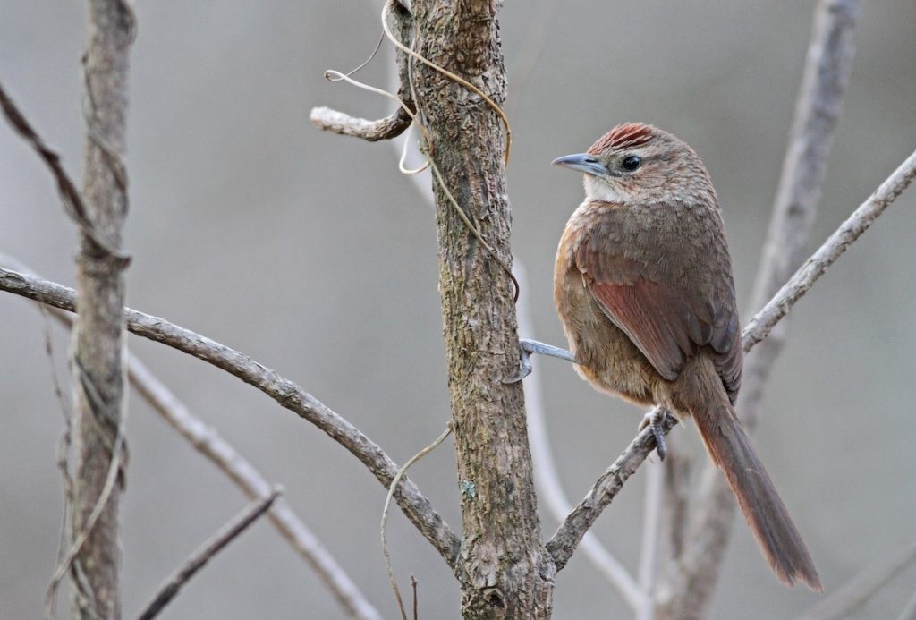 What Are Thorn Birds? [Updated 2026]