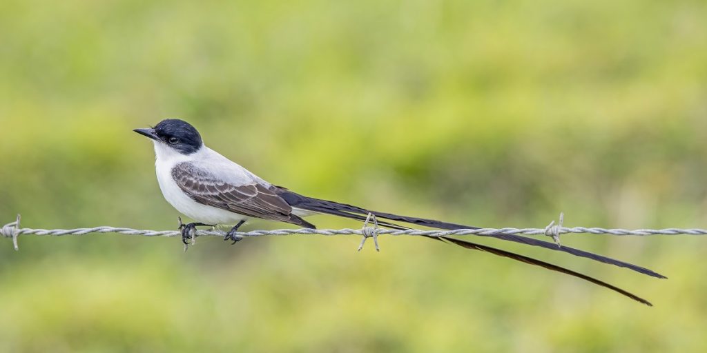 What Bird Has A Forked Tail? [Updated 2026]