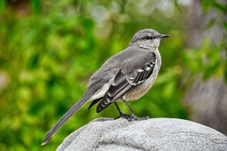 What Bird Makes A Clicking Sound? [Updated 2026]